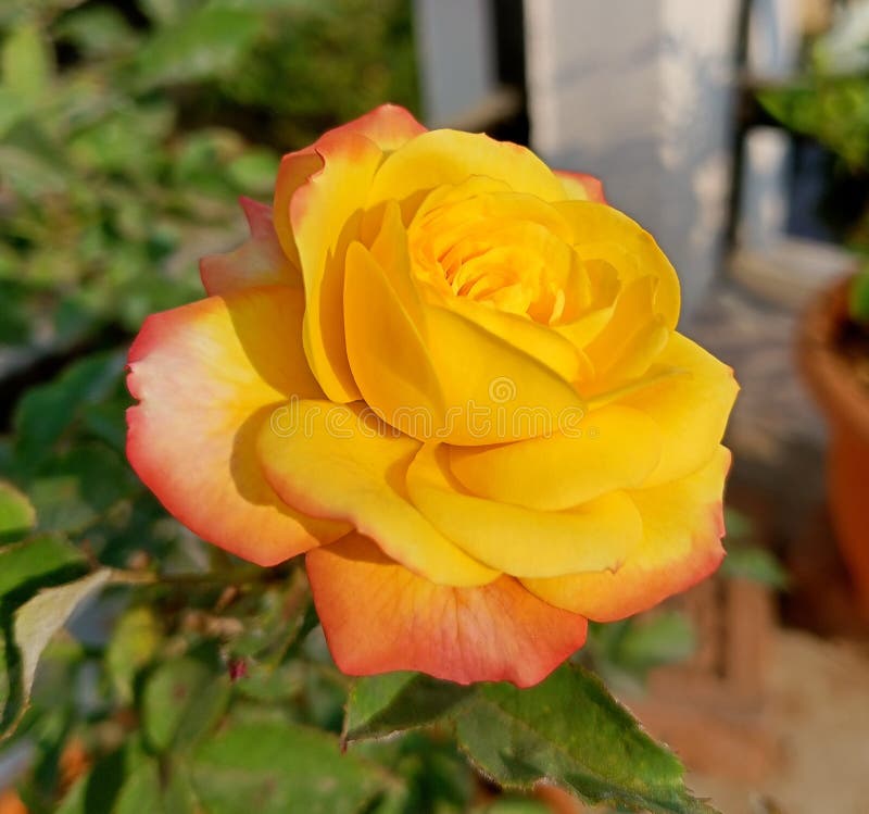 Beautiful Hybrid Rose Yellow with Red Border Stock Photo - Image of ...