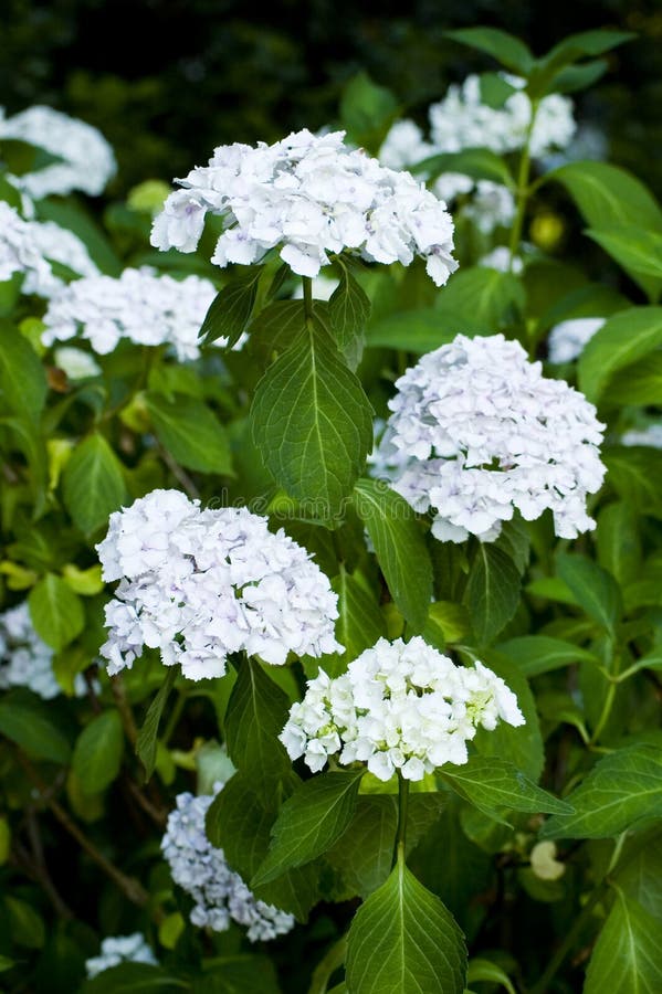Beautiful Hydrangea Bloom in the Garden. Stock Photo - Image of round ...