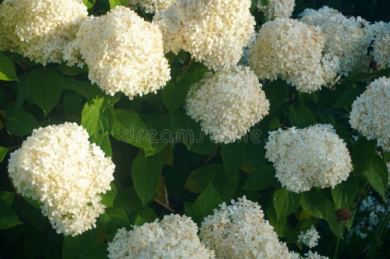 Beautiful Hydrangea with Blooming White Flowers Growing in the Garden ...