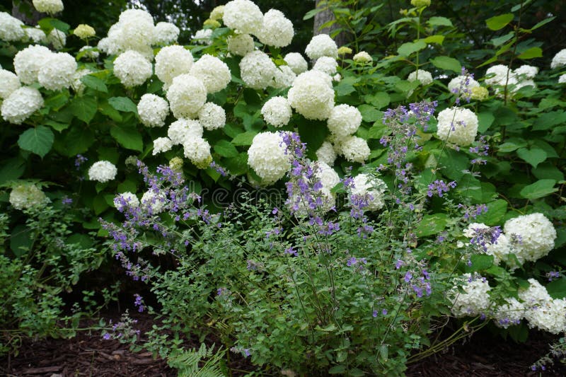 Annabelle Hydrangea with Catmint Stock Photo - Image of snowball ...