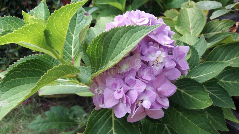 Beautiful Hydrangea Flower in Bloom Stock Photo - Image of evergreen ...