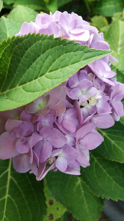 Beautiful Hydrangea Flower in Bloom Stock Image - Image of lilac ...