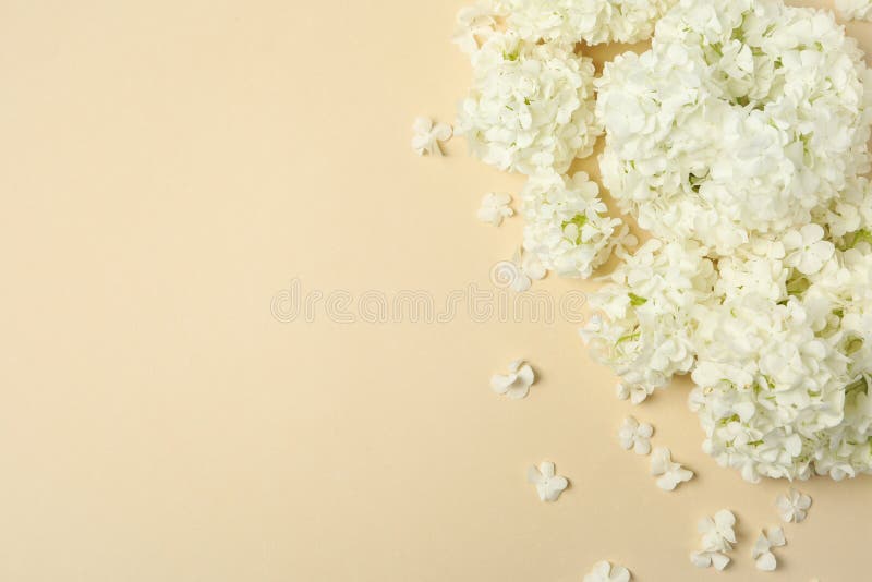 Beautiful Hydrangea Flowers on Beige Background Spring Plant Stock ...