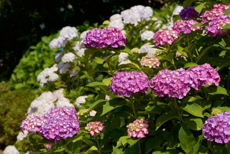 Beautiful Hydrangea Flowers in Garden. Stock Image - Image of floral ...