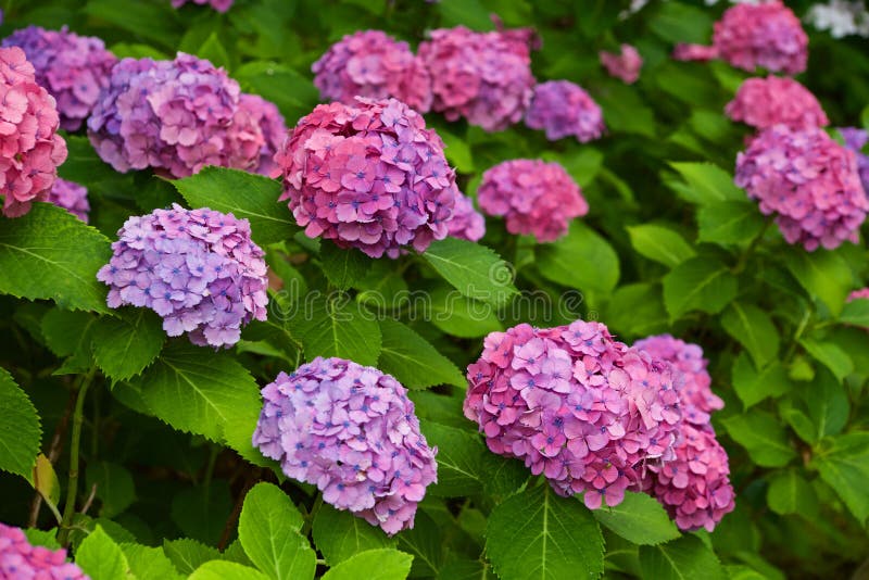 Beautiful Hydrangea Flowers in Garden. Stock Image - Image of blooming ...