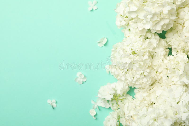 Beautiful Hydrangea Flowers on Mint Background Spring Plant Stock Photo ...