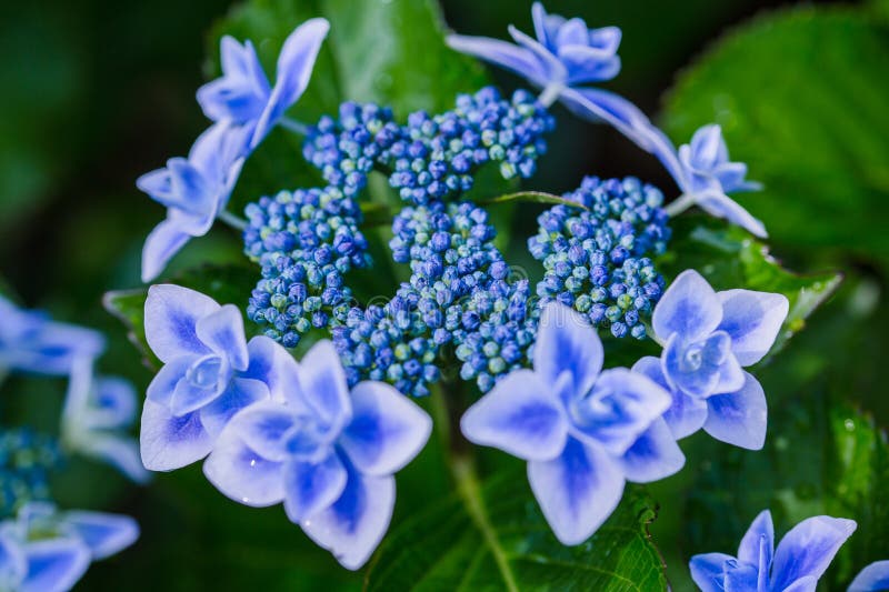 Beautiful Hydrangea in Japan Stock Photo - Image of fresh, flower ...
