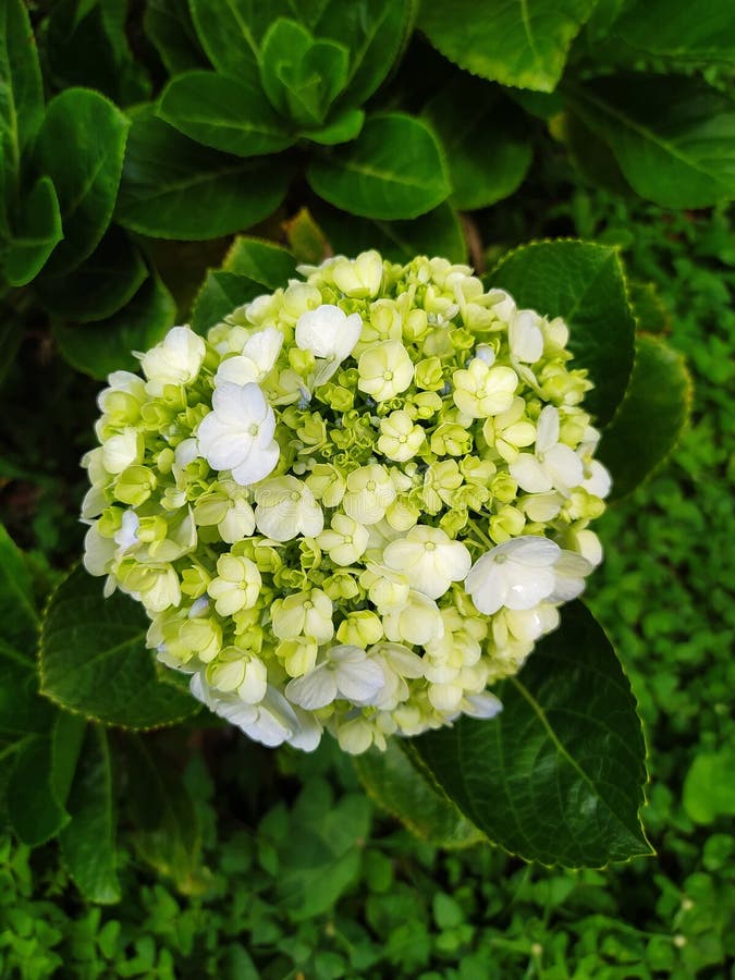 Beautiful Hydrangea Macrophylla Flowers that Have Bloomed Stock Image ...