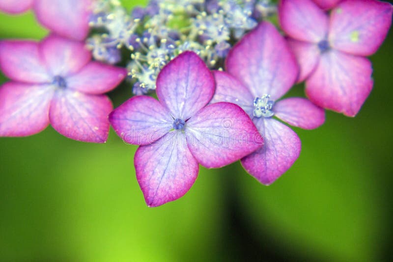 Beautiful Hydrangea with Pink Edge Stock Photo - Image of hydrangea ...