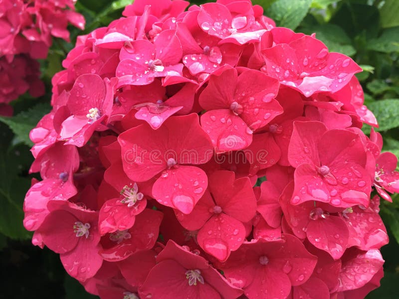 Beautiful hydrangea stock image. Image of shape, ball - 124324651