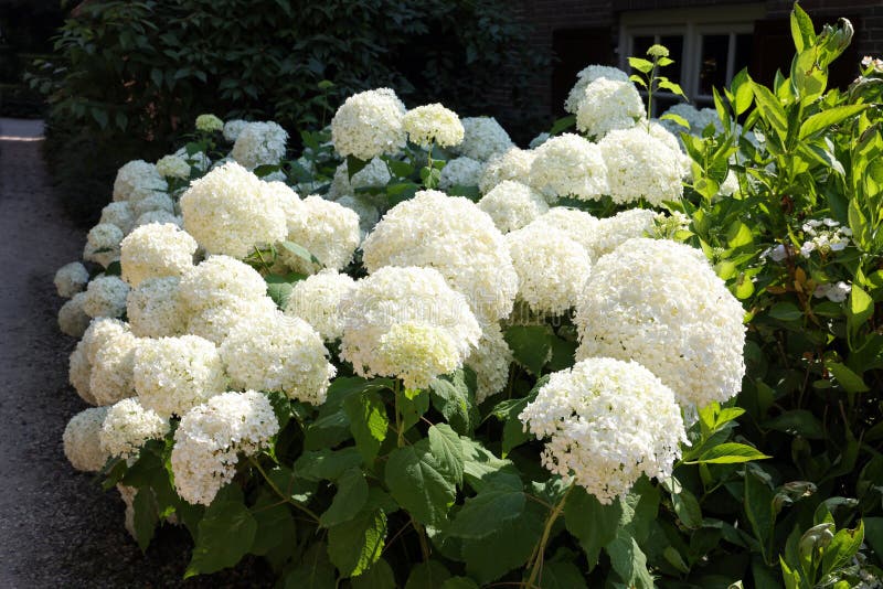 Beautiful Hydrangea Shrubs with White Flowers Outdoors Stock Photo ...