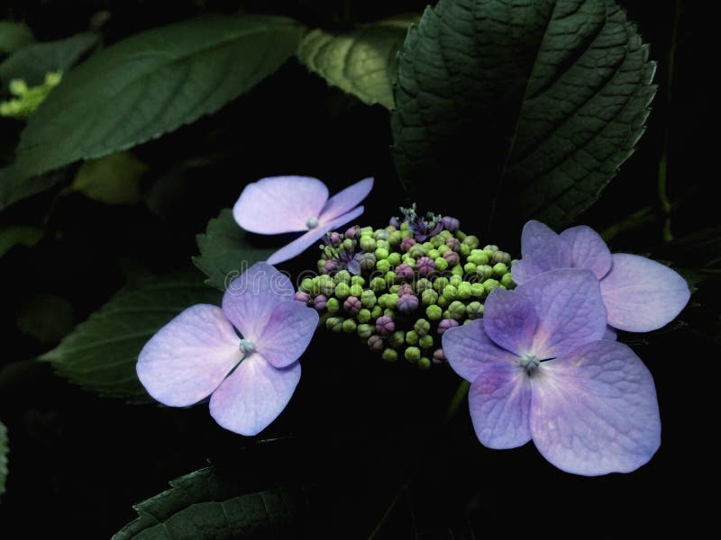 Hydrangea stock image. Image of summer, beautiful, plant - 180515347