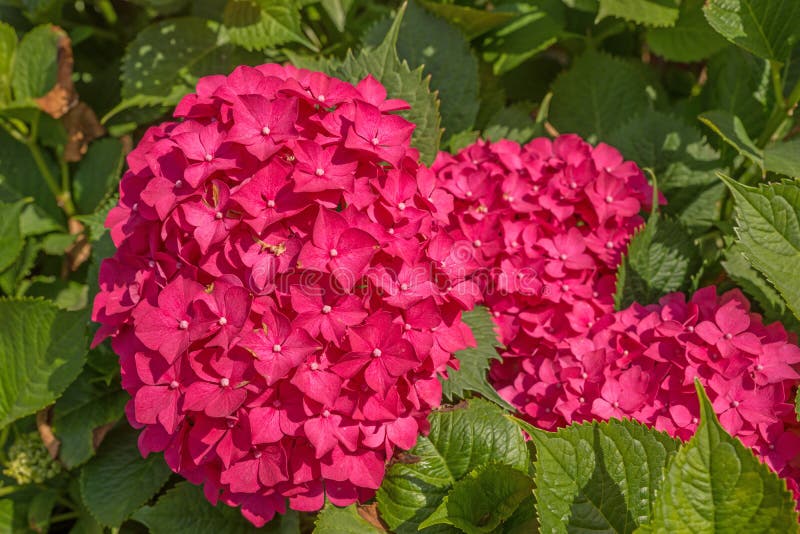 Beautiful hydrangeas stock image. Image of spring, hydrangea - 57938865