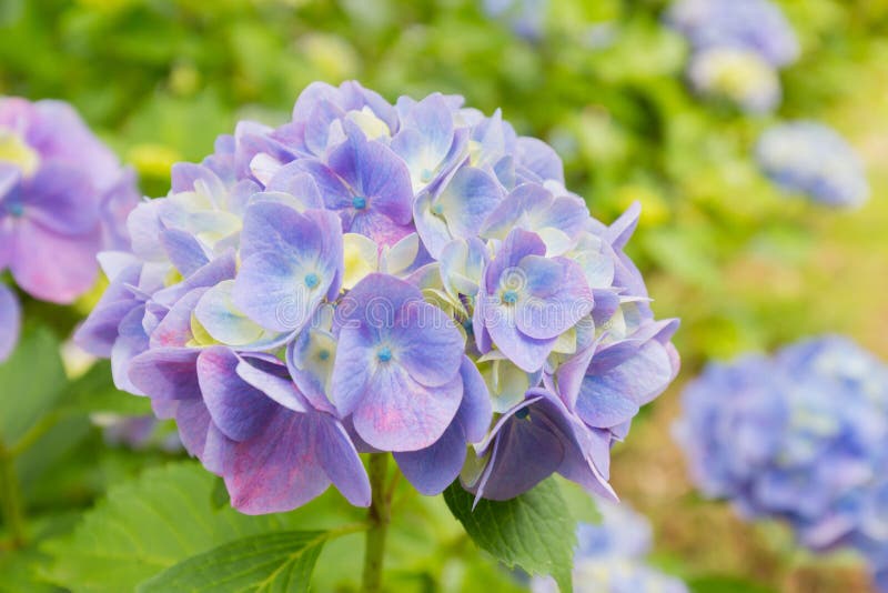 Beautiful Hydrangeas Purple Flowers in Japan Garden. Stock Image ...