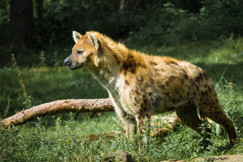 Hyena Picture. Image: 8803198