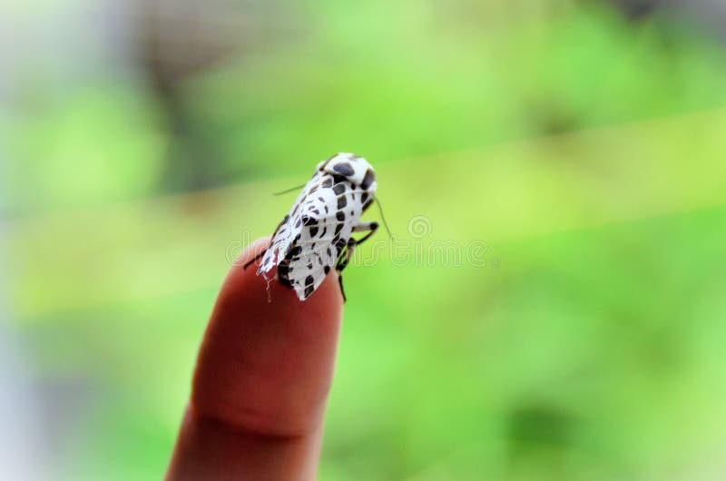 Inns at Your Fingertip a Hypercompe Scribonia Stock Photo - Image of ...