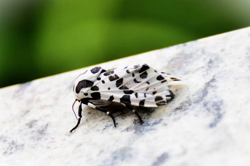 The Beautiful Hypercompe Scribonia White Moth with Black Perched on the ...