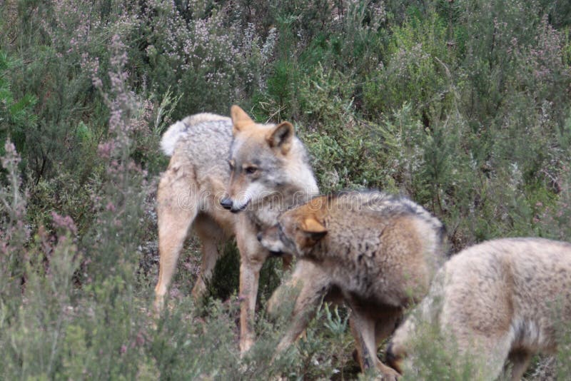 Beautiful Iberian Wolves in the Mount Playing in Herd Preparing the ...