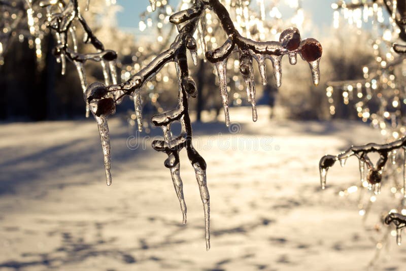 Beautiful Ice Coated Trees after an Extreme Ice Storm. Stock Image ...