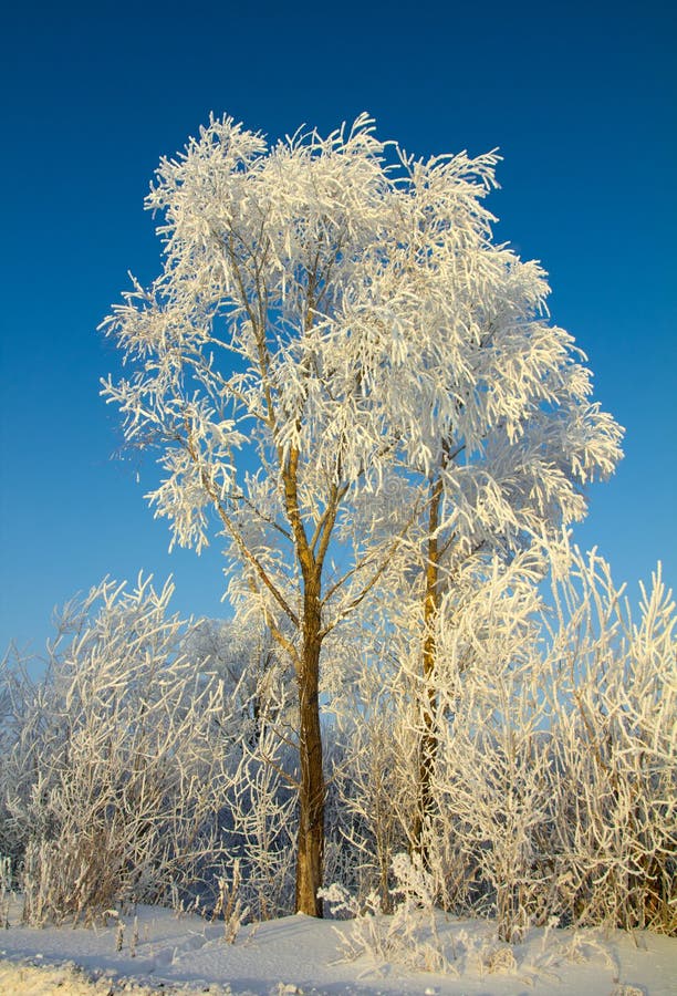 Beautiful ice winter tree stock image. Image of nature - 22938343
