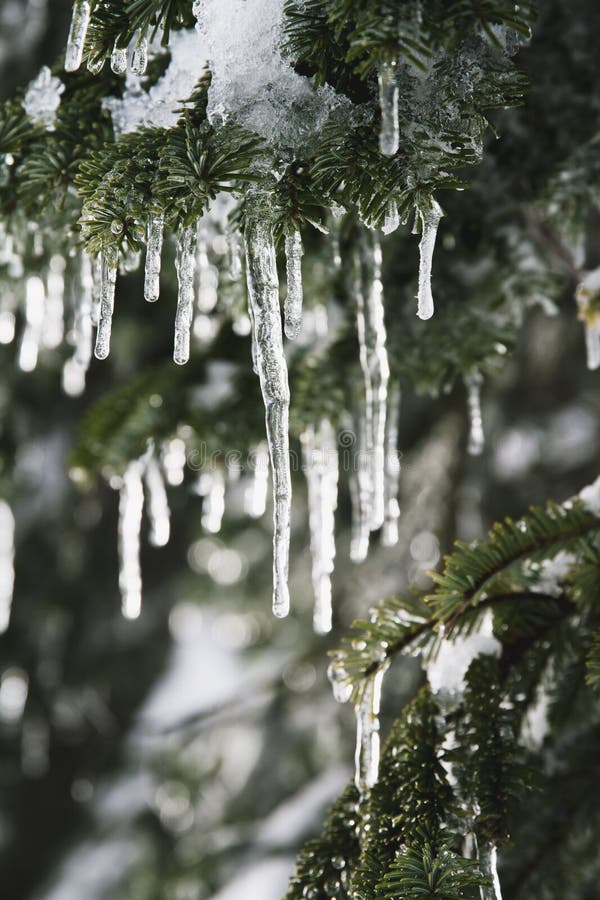 Beautiful Icicles Hanging from a Branch of an Evergreen Tree Stock ...