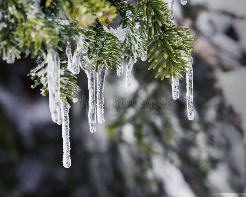Beautiful Icicles Hanging from a Branch of an Evergreen Tree Stock ...