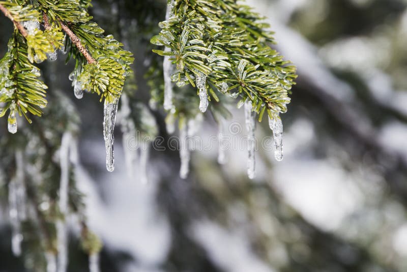 Beautiful Icicles Hanging from a Branch of an Evergreen Tree Stock ...
