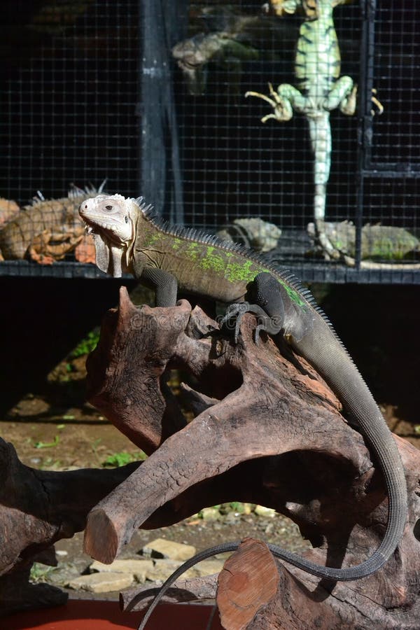 Beautiful Iguana is Basking in the Sun Stock Photo - Image of iguana ...