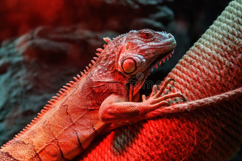 Beautiful iguana lizard stock image. Image of iguana - 122238679
