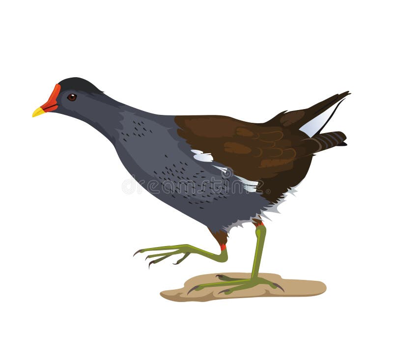 Moorhen Stock Illustrations – 57 Moorhen Stock Illustrations, Vectors ...