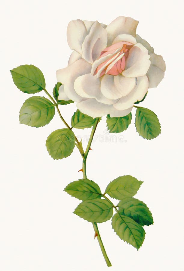 Beautiful Rose Flower Illustration Stock Illustration - Illustration of ...