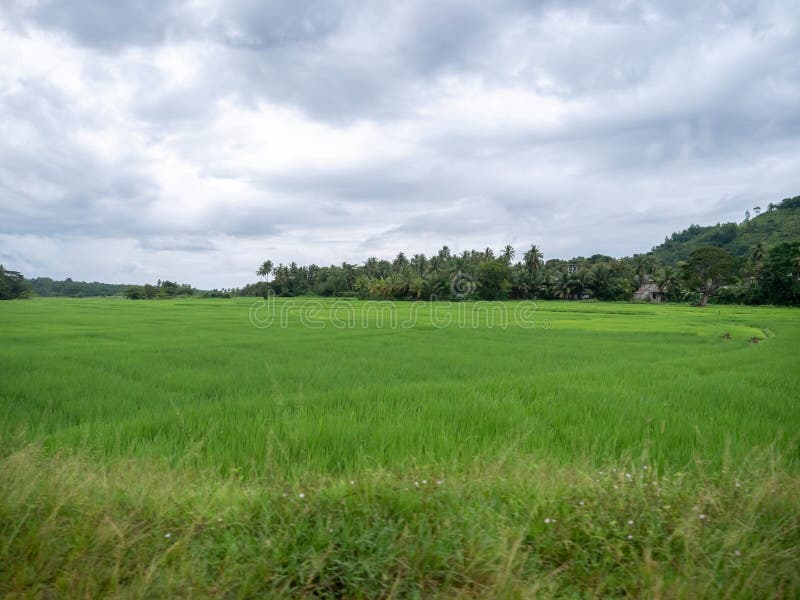 Beautiful Image of Big Rice Fields on Cloudy Day Stock Image - Image of ...