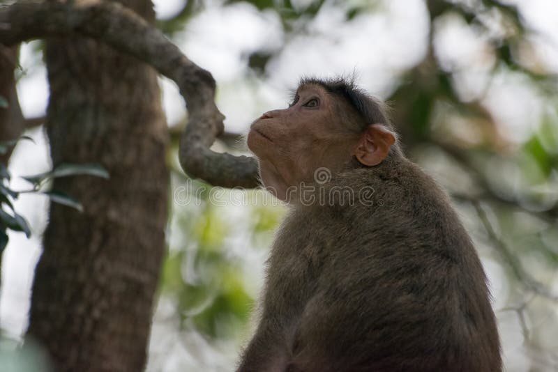 Beautiful Image of Bonnet Macaque Sitting on a Tree Looking Side Ways ...