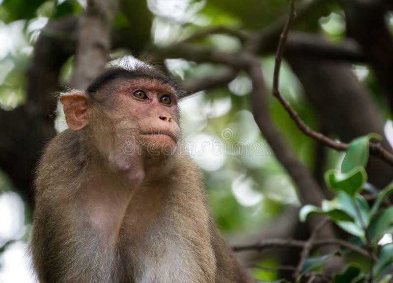 Monkey Looking Sideways Stock Photos - Free & Royalty-Free Stock Photos ...