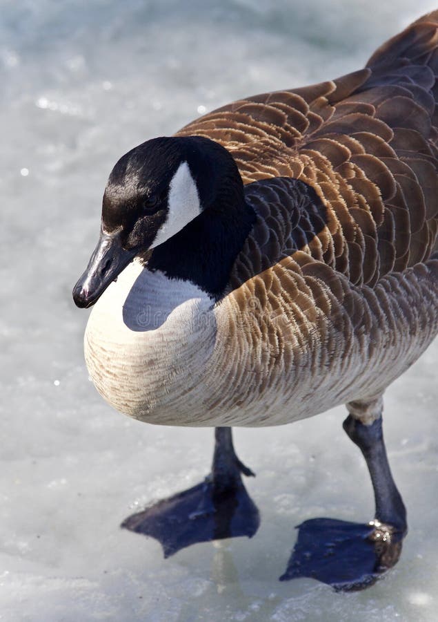 1,155 Canada Goose Standing Photos - Free & Royalty-Free Stock Photos ...