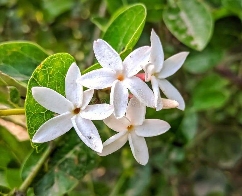 Beautiful Image of Carissa Carandas Flower India Stock Image - Image of ...