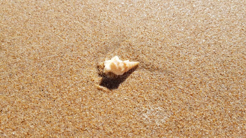 Beautiful Image of a Conch Shell in the Foreground on the Sand of a ...