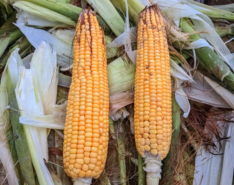Beautiful Image of Corn in Market Stall for Sell India Stock Image ...