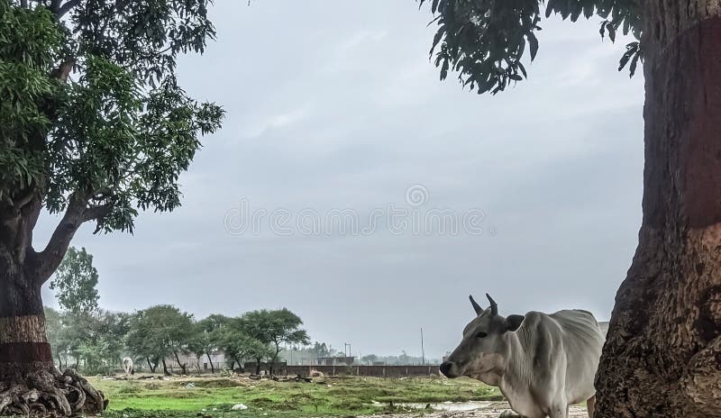 Beautiful Image of a Cow Standing Under a Tree during Rain India Stock ...