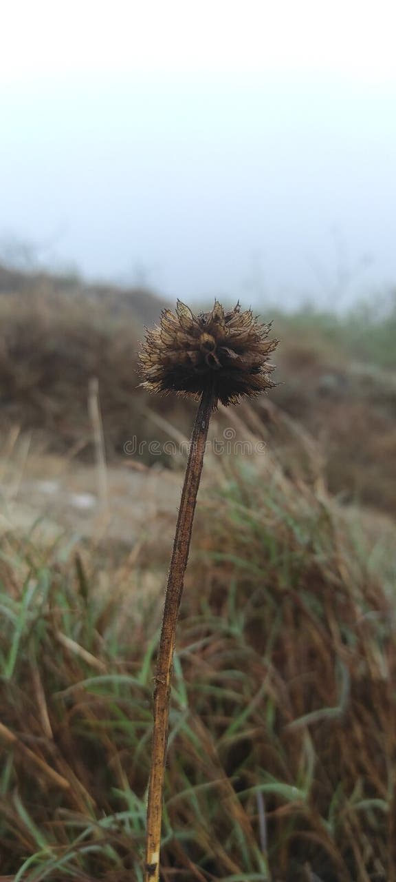 Beautiful Image of Crow Garlic Plant Stock Photo - Image of plant ...