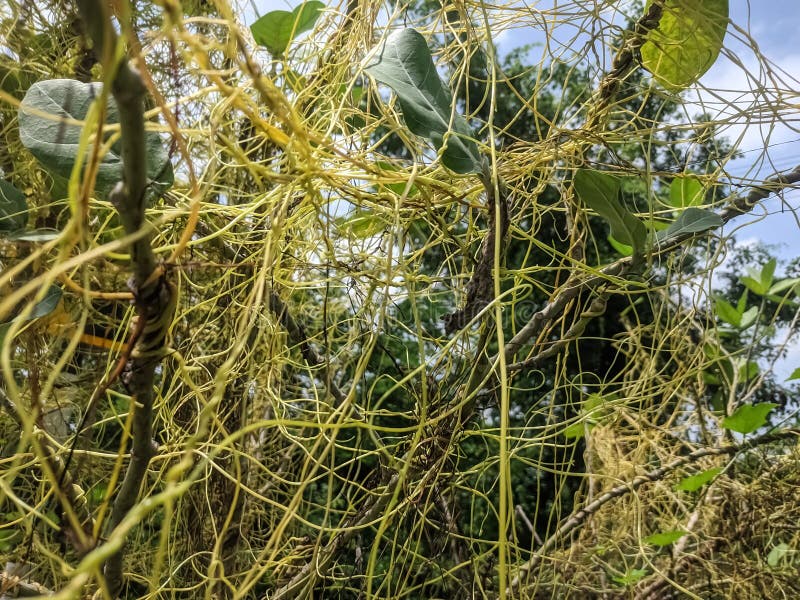 Amarbel on tree stock image. Image of beautiful, looks - 97558879