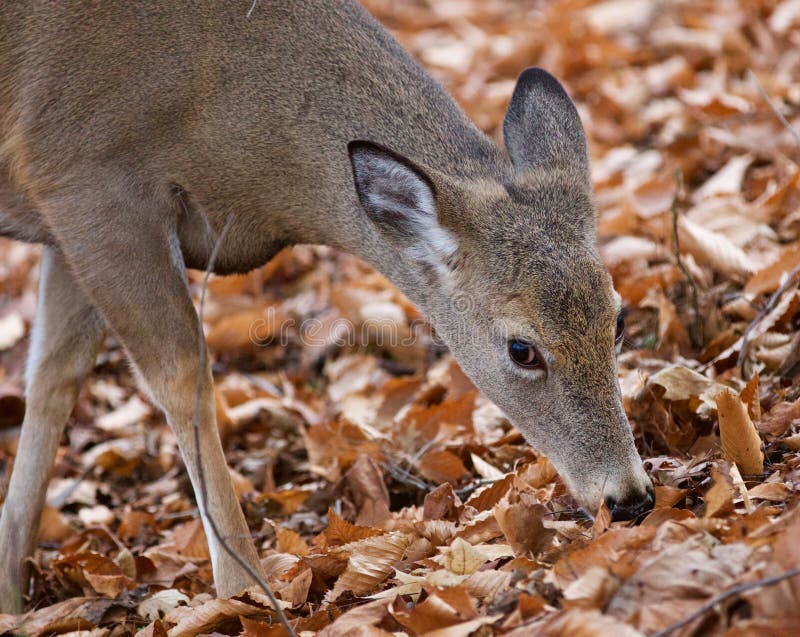 Beautiful Image of the Cute Deer Eating Leaves Stock Image - Image of ...