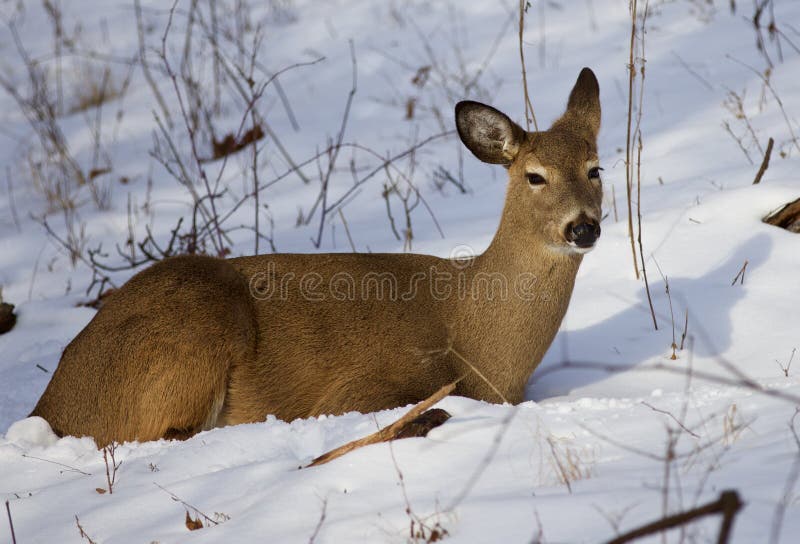 Deer laying in snow stock image. Image of closed, eyes - 17516305