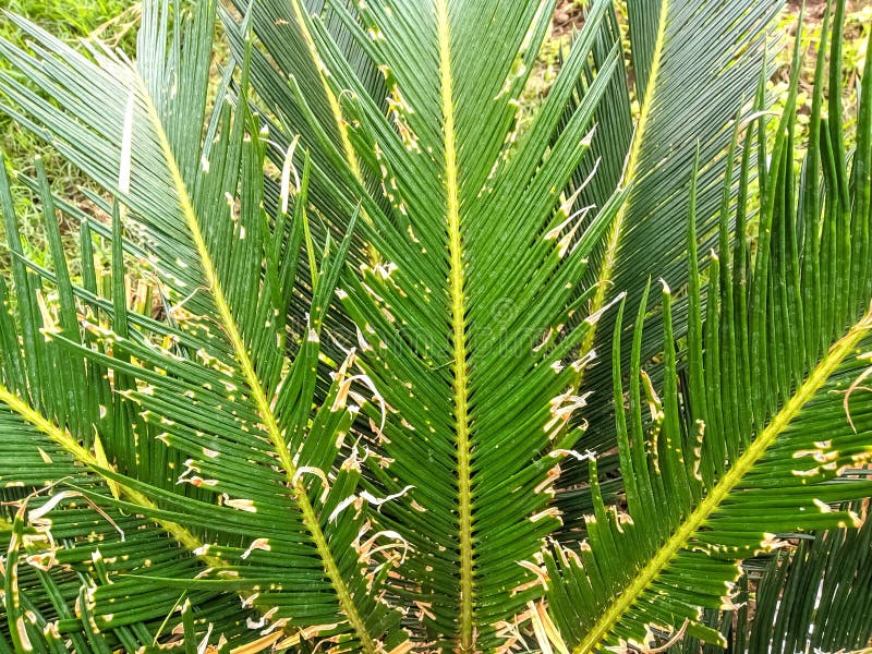 Cycas leaf stock photo. Image of palm, cycad, frond, uncurling - 2719044