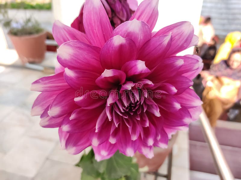 Beautiful Image of Dahlia Flower in a Field India Stock Photo - Image ...