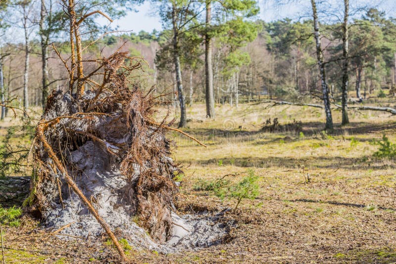 Exposed fallen tree roots stock image. Image of australia - 117874111