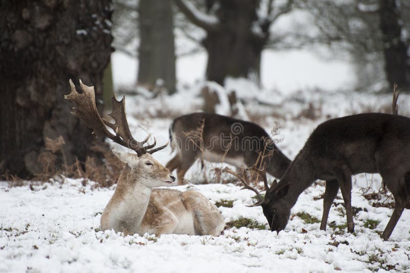 Beautiful Image of Fallow Deer in Snow Winter Landscape Stock Photo ...