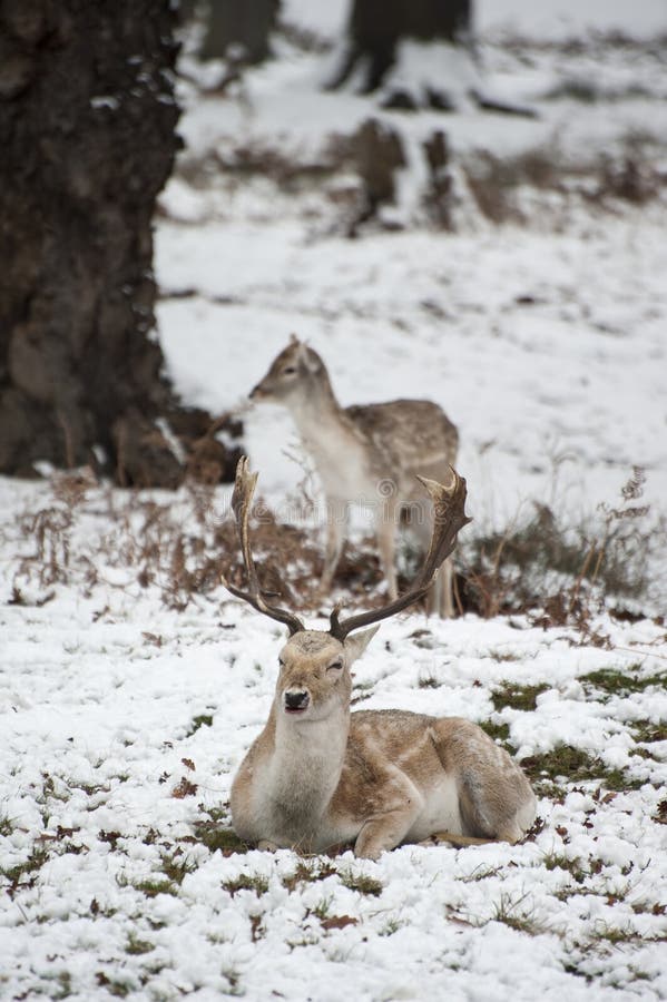 Beautiful Image of Fallow Deer in Snow Winter Landscape Stock Image ...