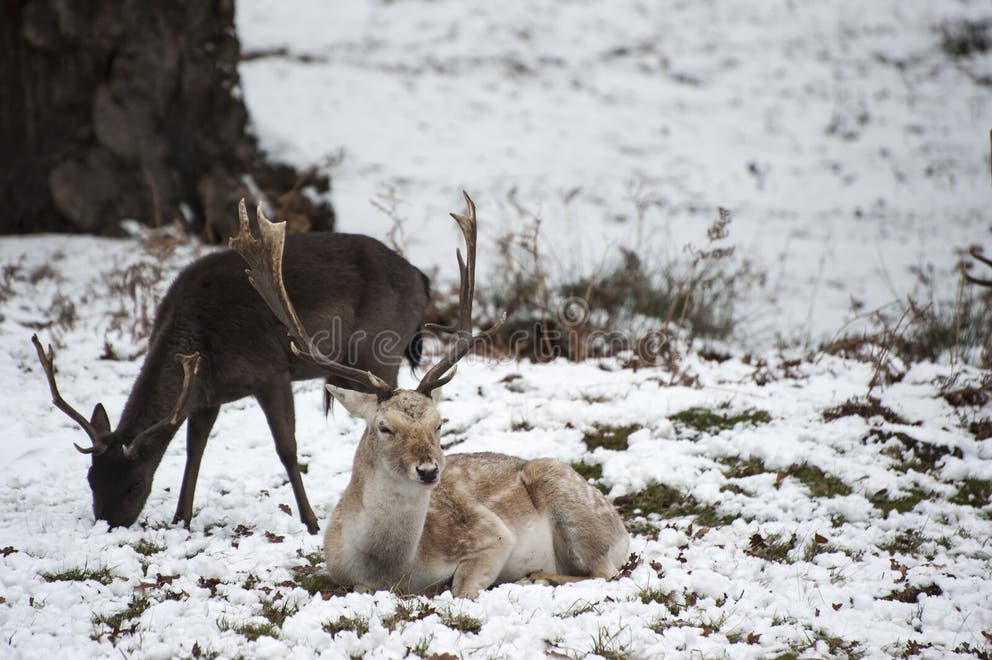 Beautiful Image of Fallow Deer in Snow Winter Landscape Stock Image ...