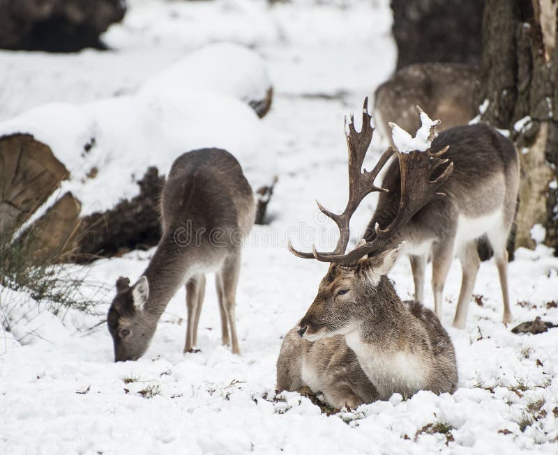 Beautiful Image of Fallow Deer in Snow Winter Landscape Stock Image ...